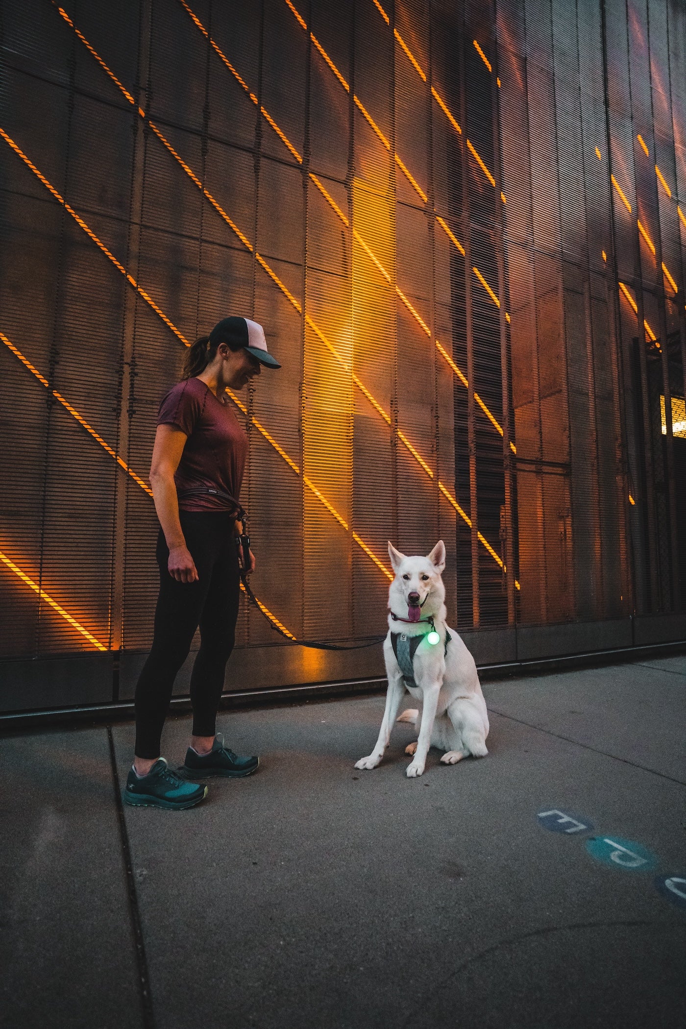 Dog Visibility – Stunt Puppy