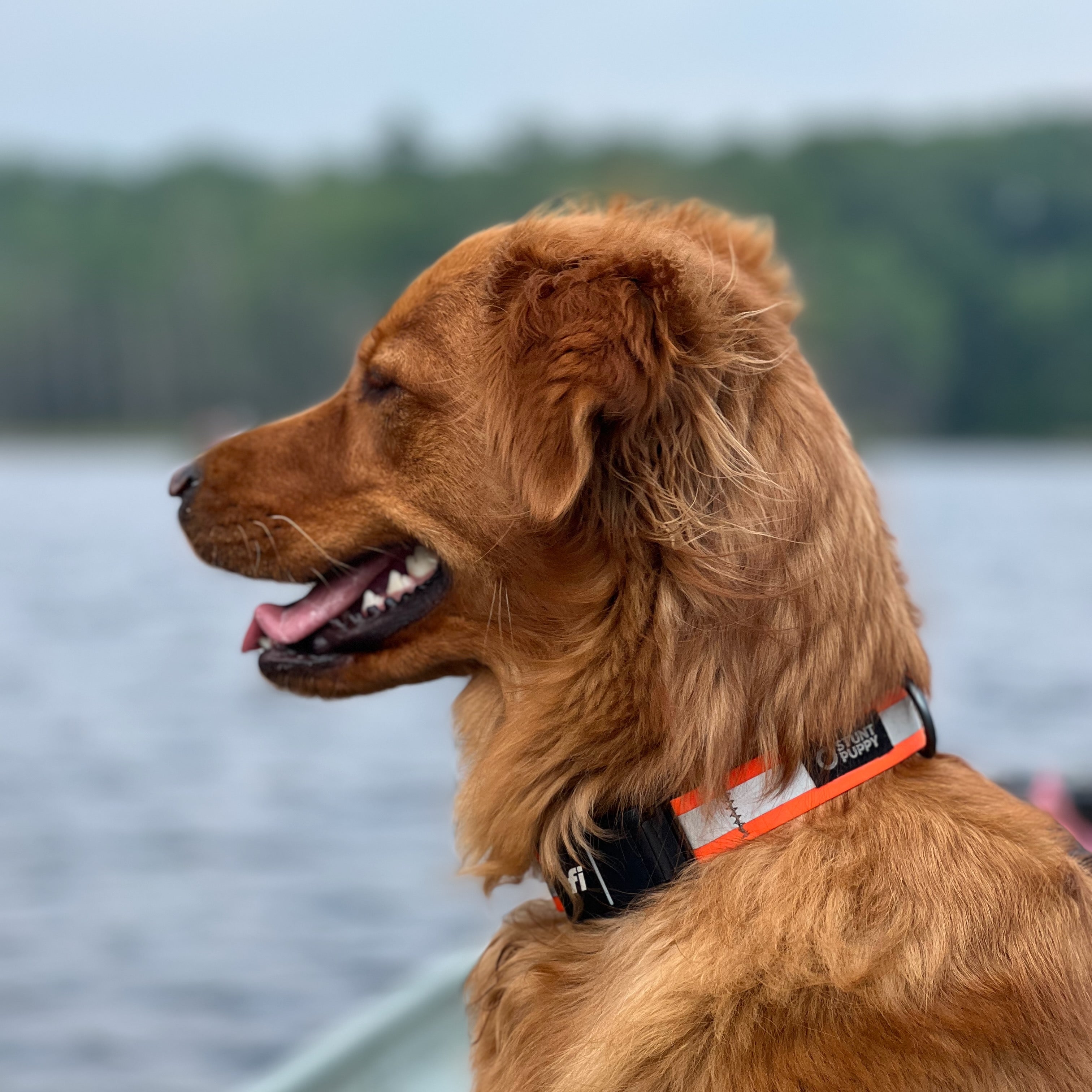Fi x Stunt Puppy Collar With GPS Unit Included