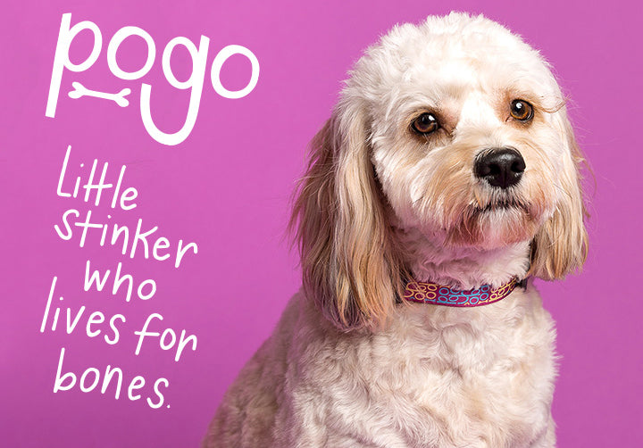 Hand Lettered Collars – Stunt Puppy
