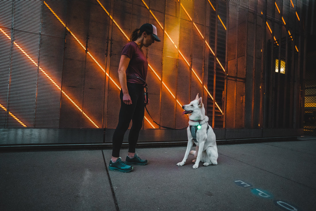 Our Story – Stunt Puppy