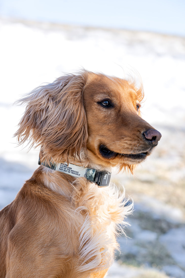 Fi GPS Unit x Stunt Puppy Collar