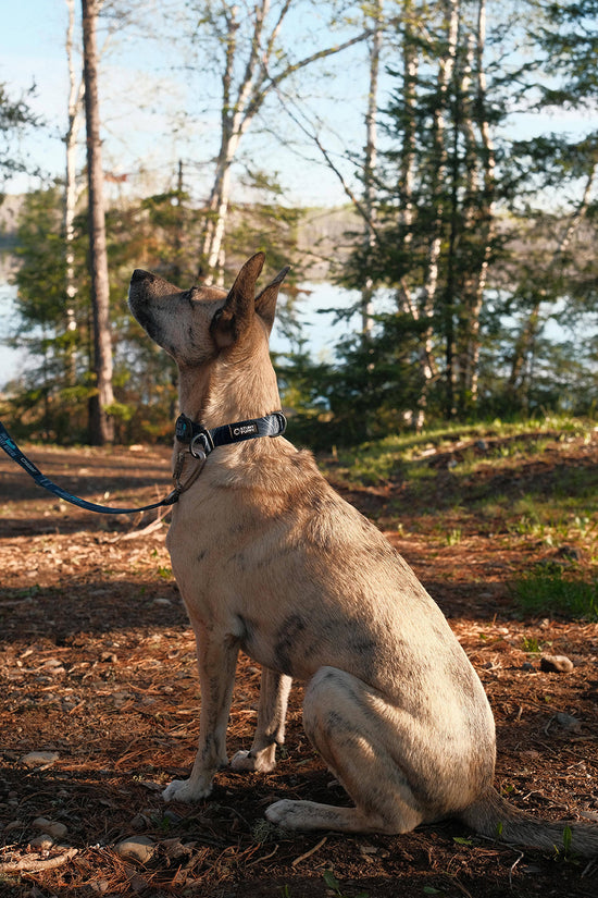 Save The Boundary Waters – Stunt Puppy