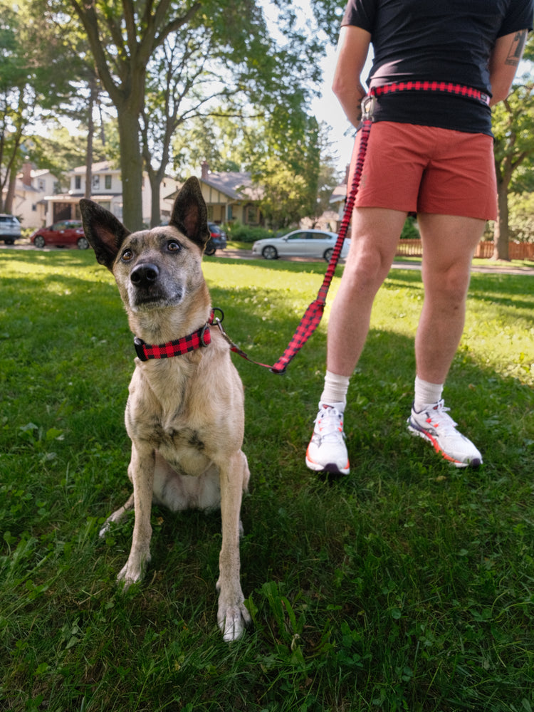 Stunt Runner™ | Hands-Free Adjustable Dog Leash – Stunt Puppy