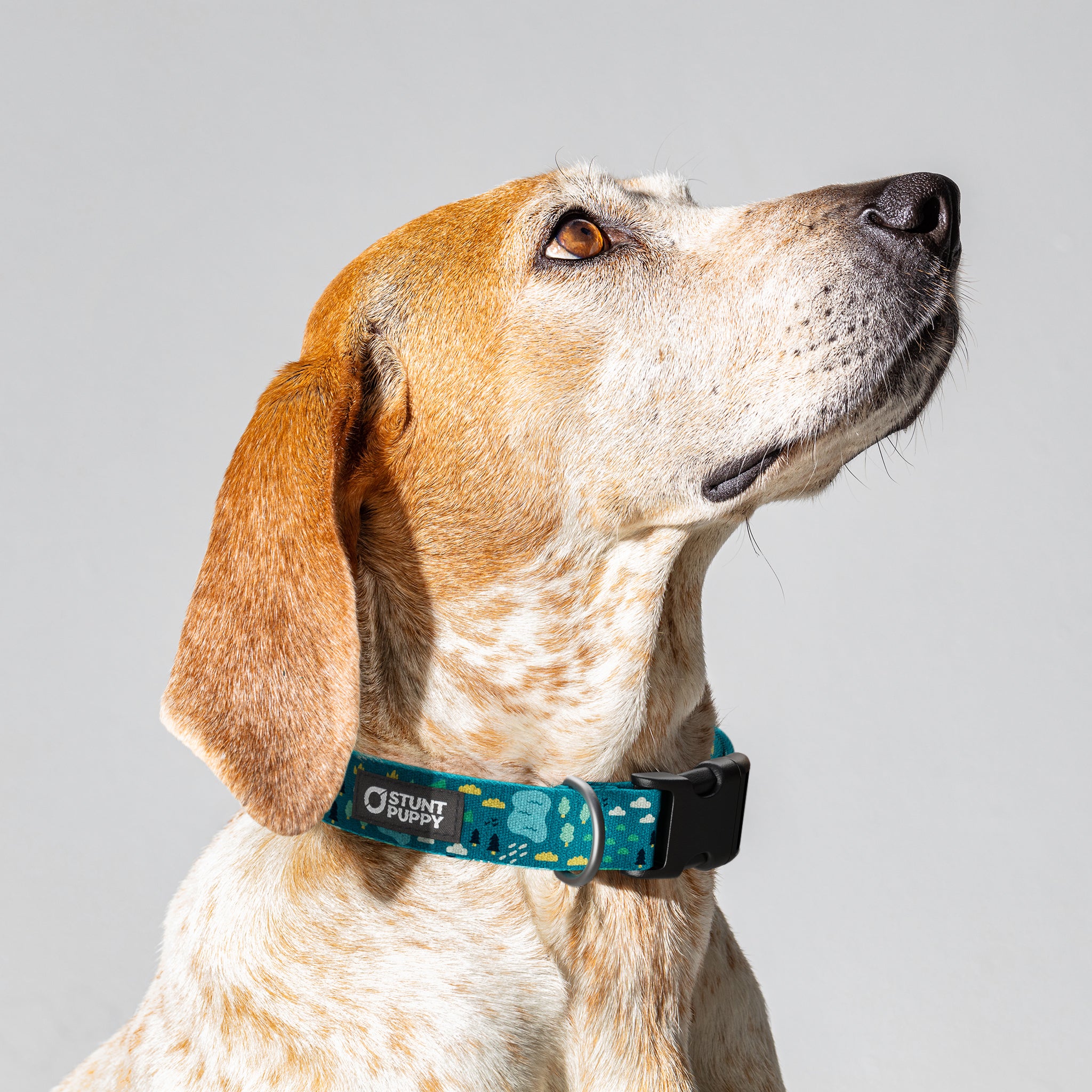 Stunt Puppy Lakeside Collar | Dog Collar
