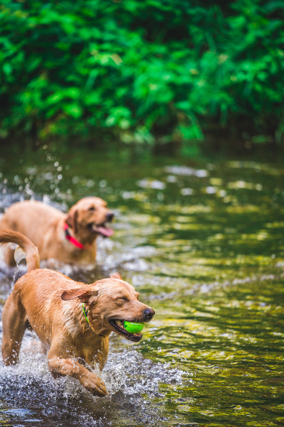 Stunt Puppy Dry Collection