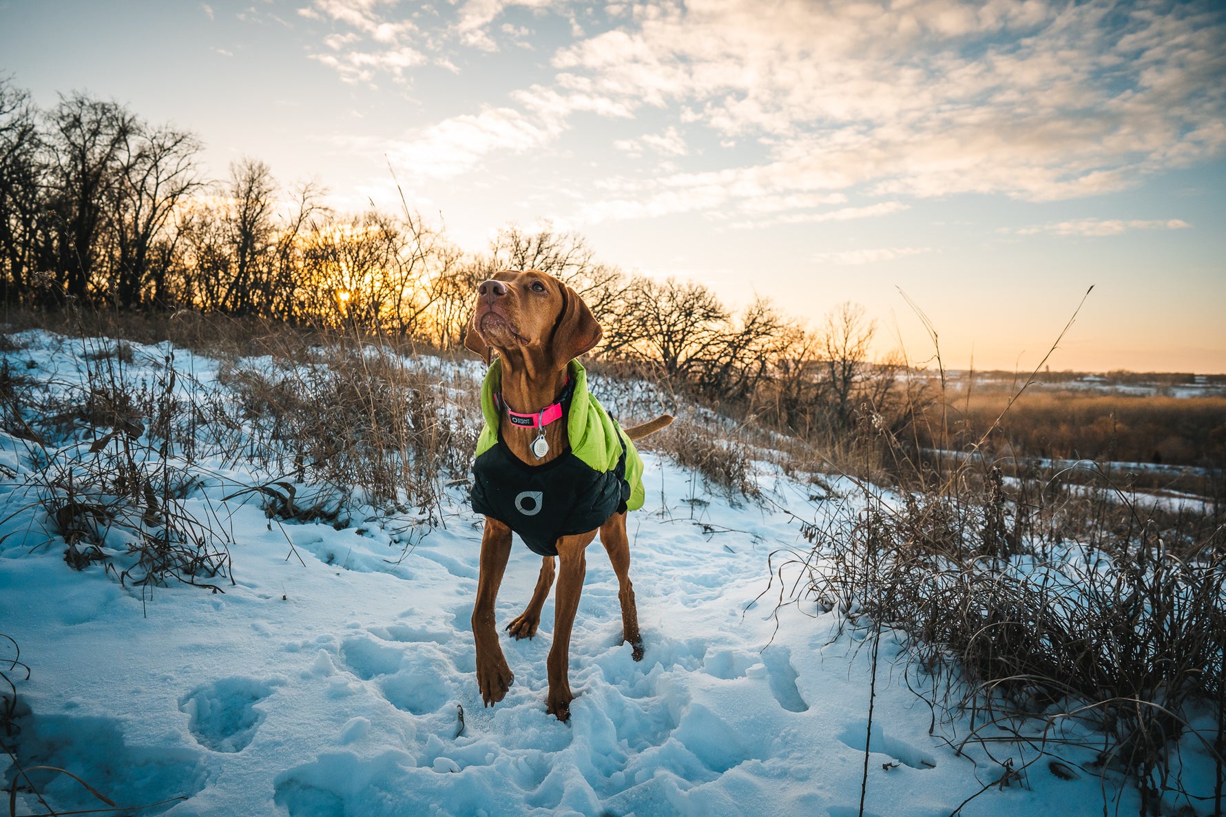 Puff Doggy™ – Stunt Puppy