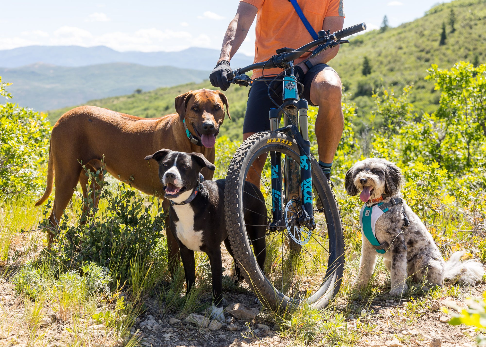 Stunt Puppy - Dog Leashes, Collars, Harnesses, Life Jackets and More