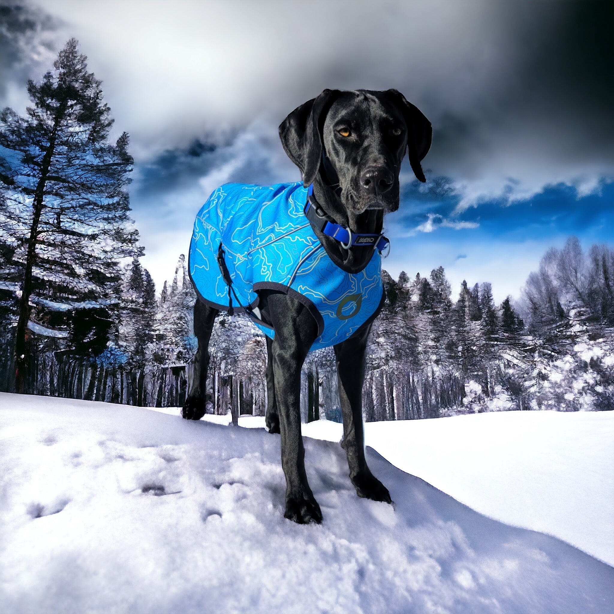 Sub Woofer™ Topo Limited Edition – Stunt Puppy