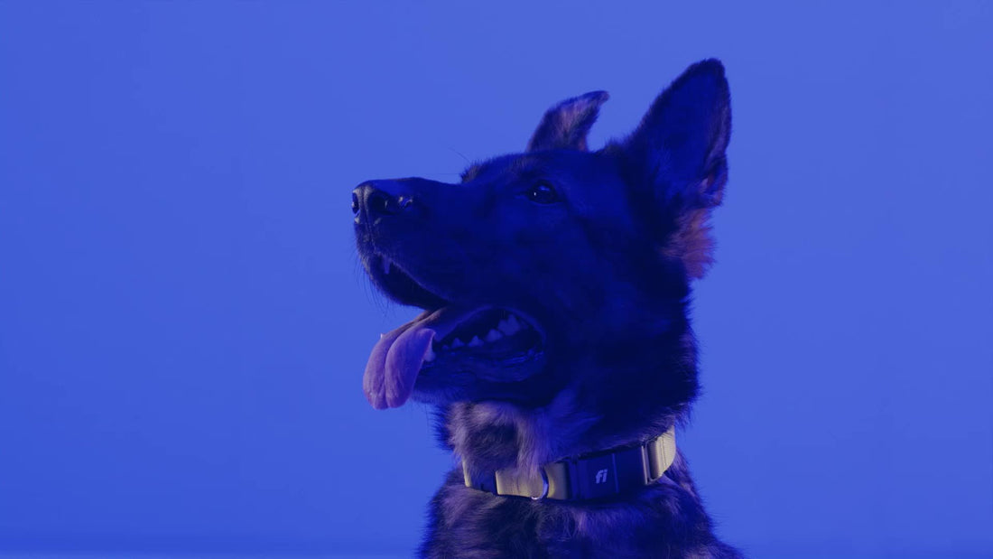 Fi GPS Unit x Stunt Puppy Collar