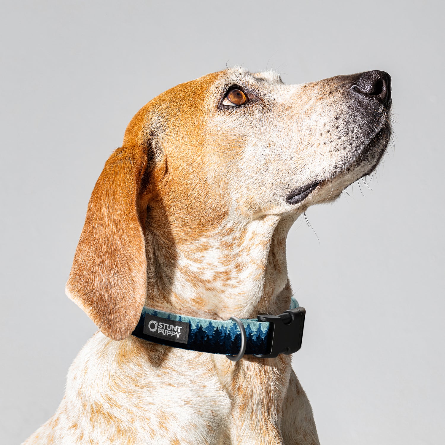 Stunt Puppy Pines Blue Collar | Dog Collar