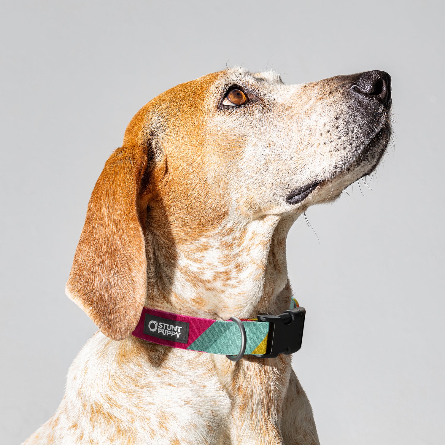 Everyday Collars – Stunt Puppy
