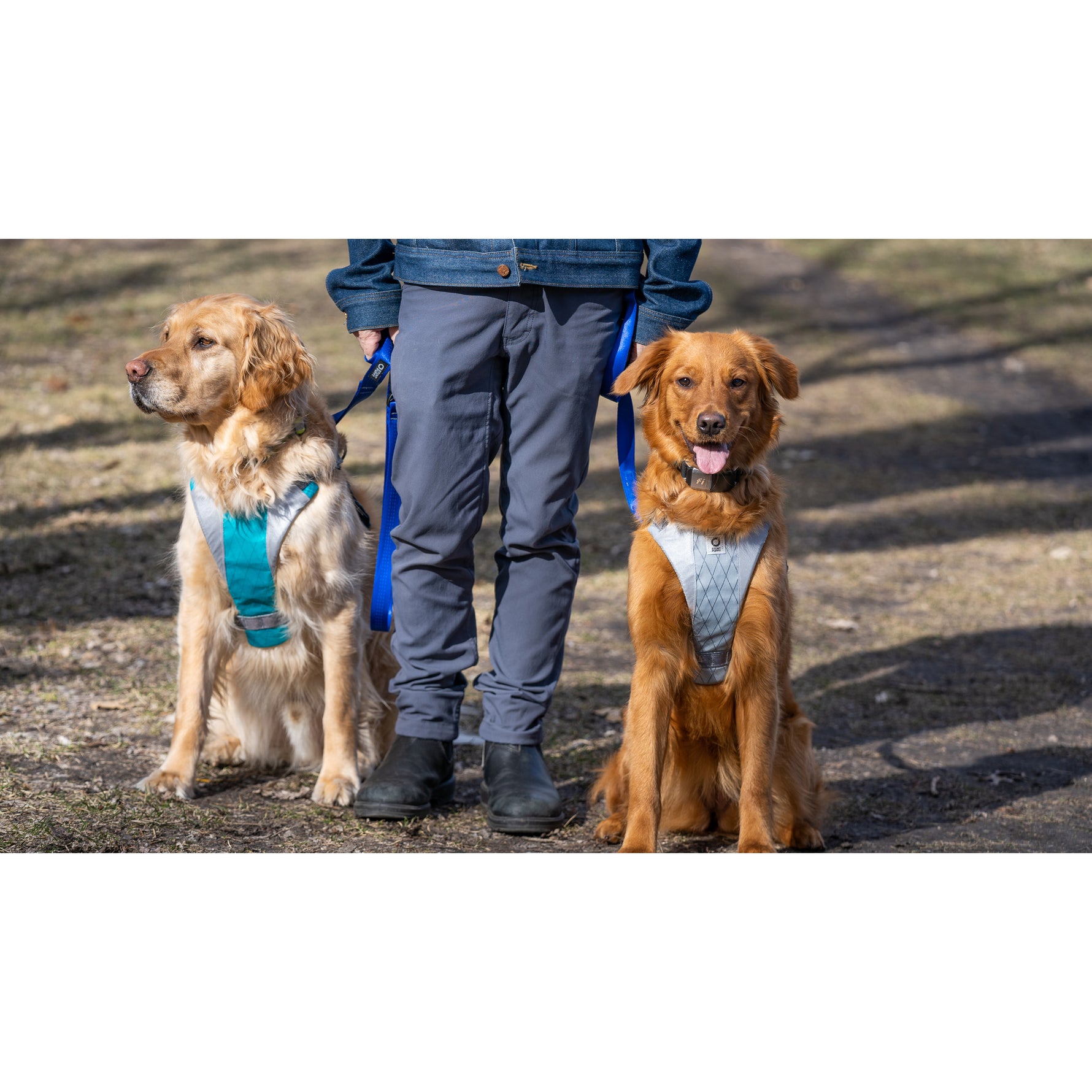 Go Dog Glo™ Harness | Dog Harness – Stunt Puppy