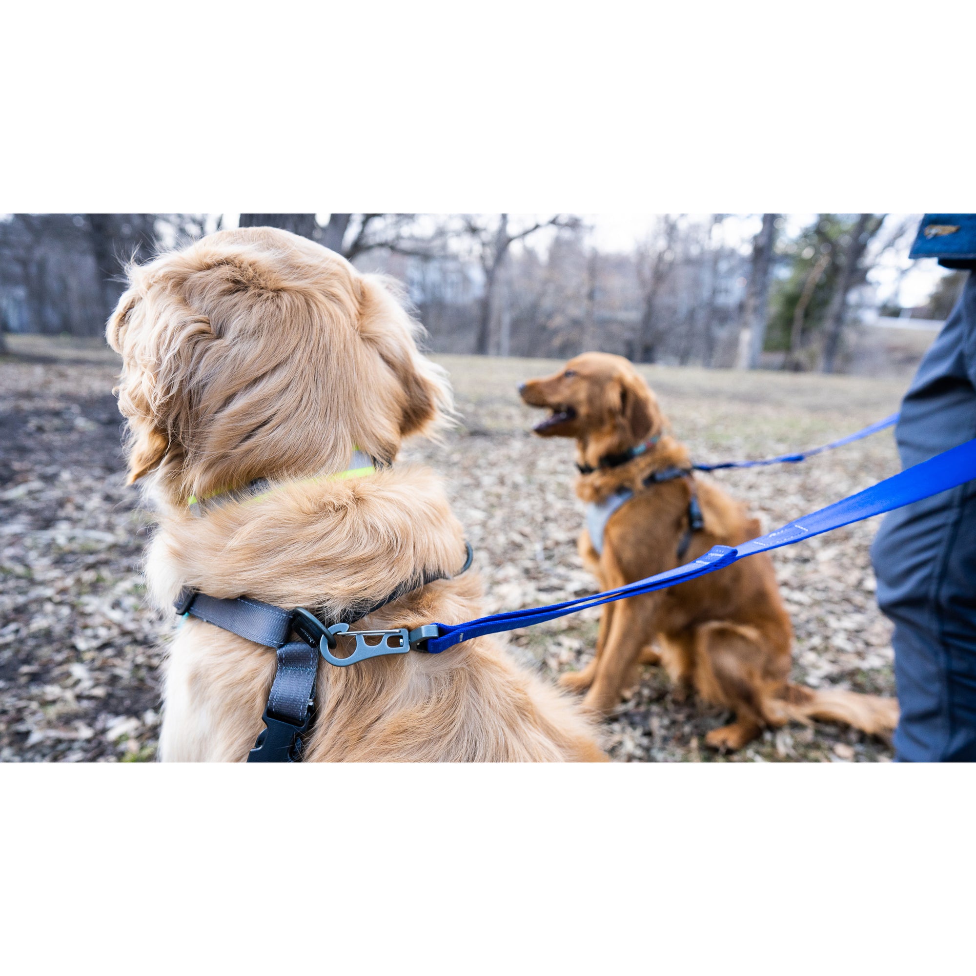 Go Dog Glo™ Harness | Dog Harness – Stunt Puppy