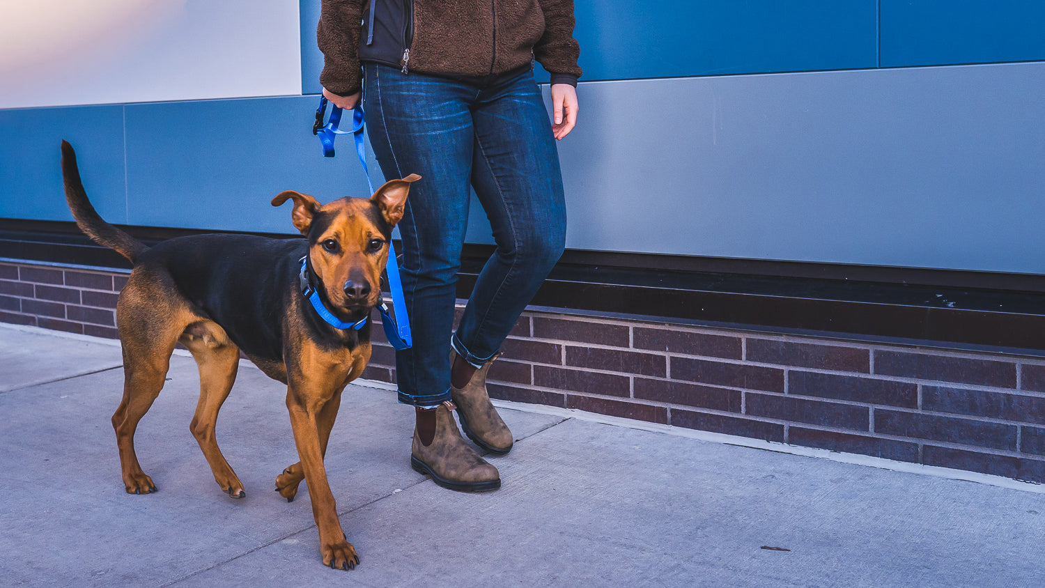 Leashes – Stunt Puppy