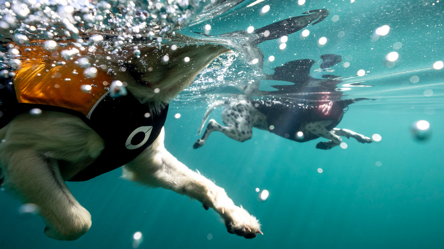 Float Doggy™ – Stunt Puppy