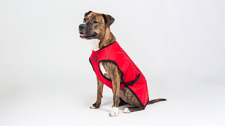 Sub Woofer™ – Stunt Puppy