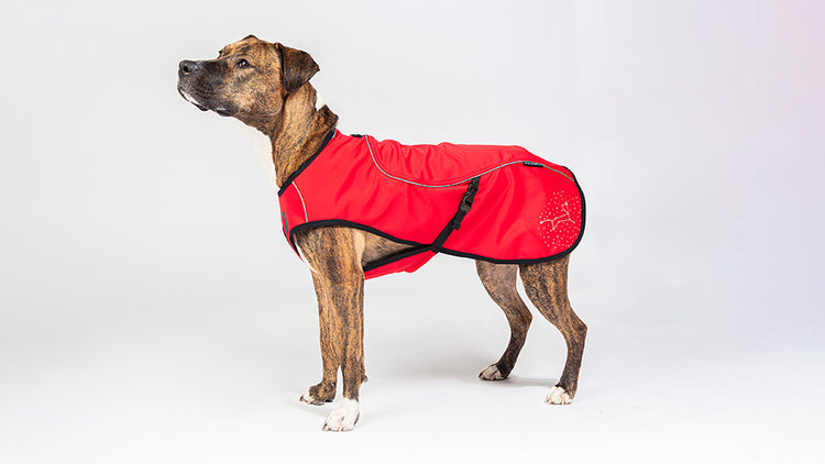 Sub Woofer™ – Stunt Puppy