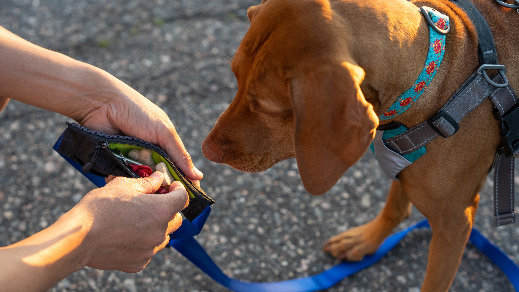 Stash Pocket for Leash – Stunt Puppy