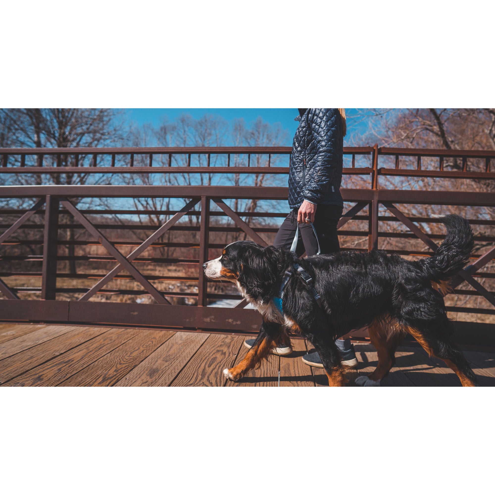 Go Dog Glo™ Harness | Dog Harness – Stunt Puppy